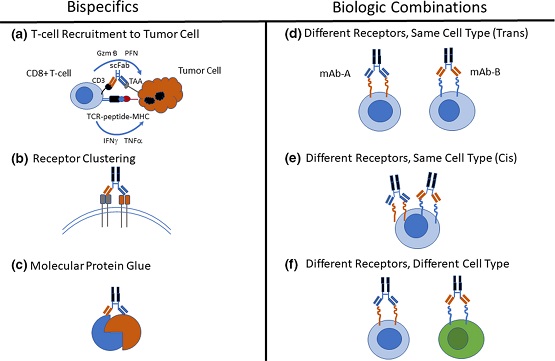 Booming Business in Biologics: Drug Combinations or Bispecifics?